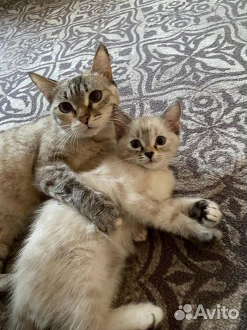 Тайские котята (тэбби-пойнт)