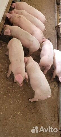 Поросята см1 на племя