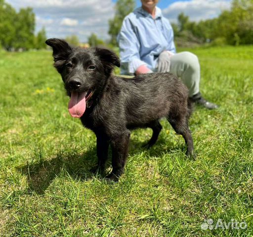 Подкинули 6 щенков, кормить нечем