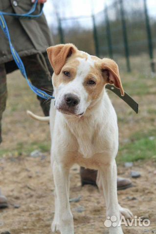 Собака мечты в добрые руки