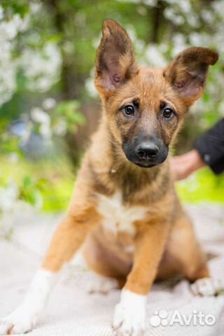 Щенок Барни ищет дом