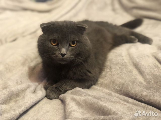 Шотландский вислоухий кот