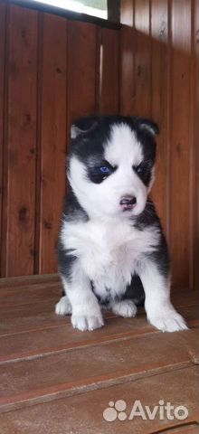 Щенки сибирской хаски