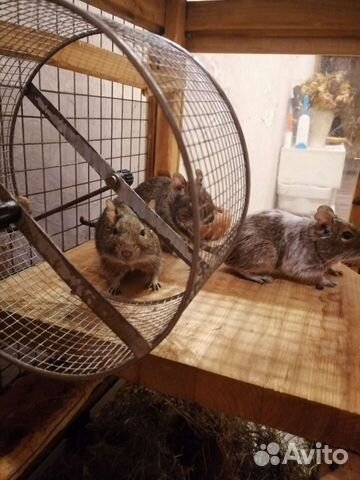 Чилийская белка дегу