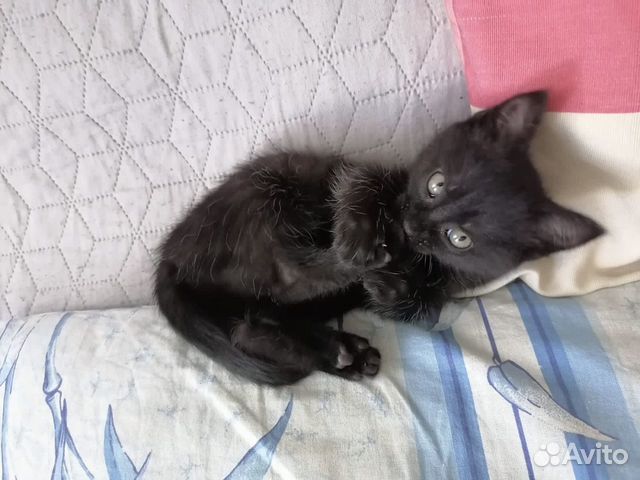 Мамзель котенок 1,5 мес в добрые руки дар