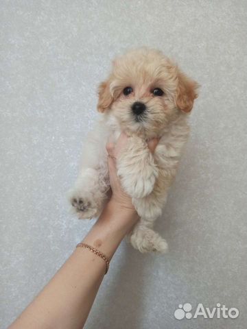 Мальтипу Ф1 мальчик Умка розовый ваниль-карамель