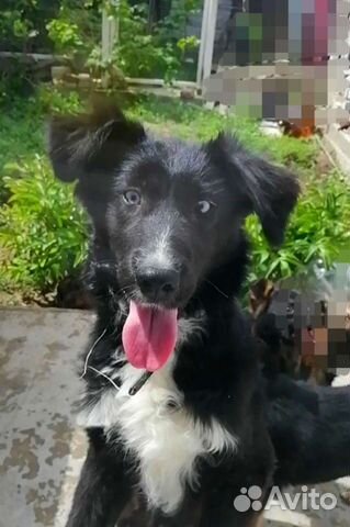 Синеглазая красотка в добрые руки