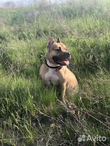 Отдам девочку стаффорда 3 года