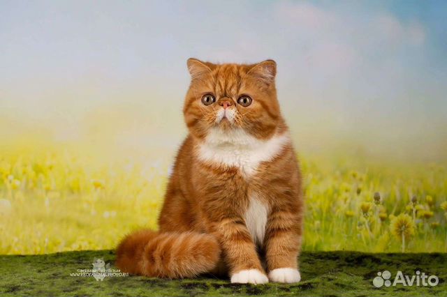 Экзотическая короткошерстная девочка