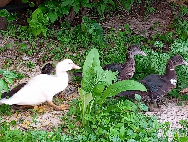 Индоутята (шипуны)