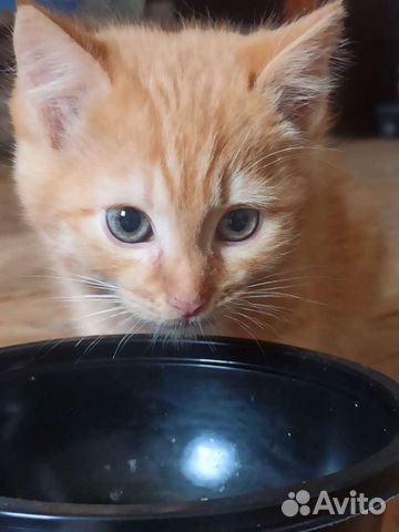 Кошки