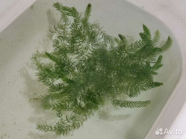 Роголистник