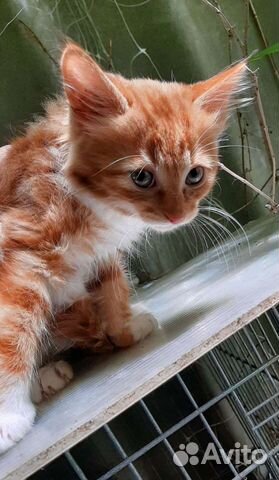 Котик пушистый Рыжуля)