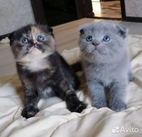 Британская кошка