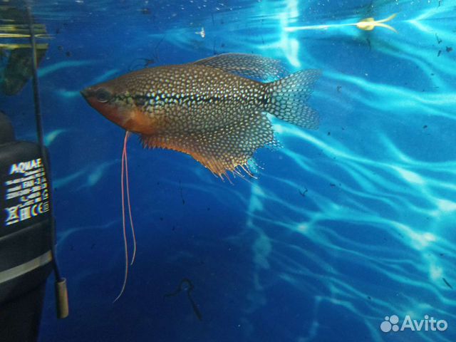 Гурами самец