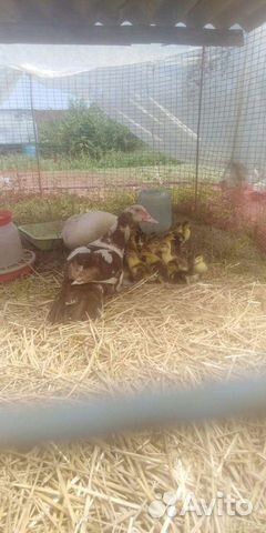 Шептунята продам