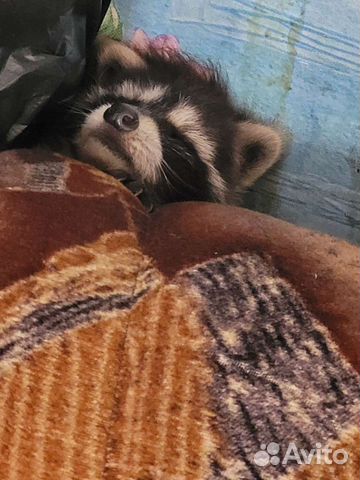 Енот полоскун