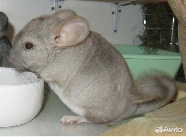 Шиншилла гетеробеж