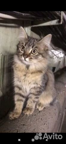 Сиротке Ириске очень нужен дом