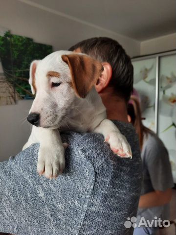 Лучшие щенки джер-рассел-терьер