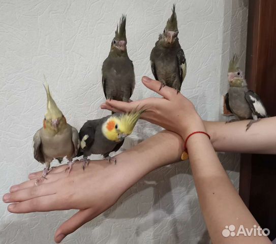 Попугай корелла птенец
