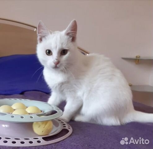 Белоснежная Певунья котенок Лорик 4 месяца в дар
