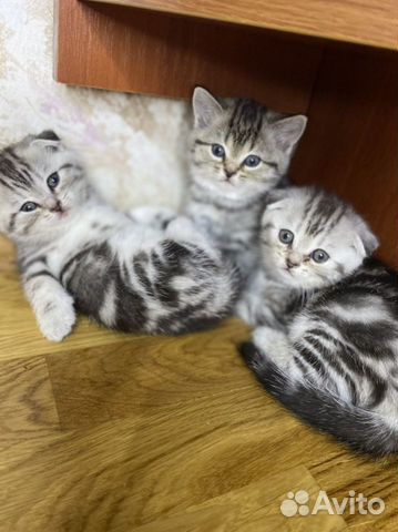 Котята британские