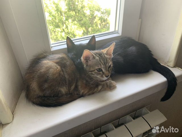 Домашние котята