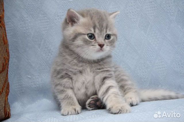 Британские котята