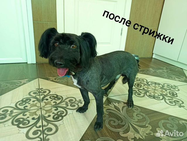 Маленький пес Тобик в добрые руки