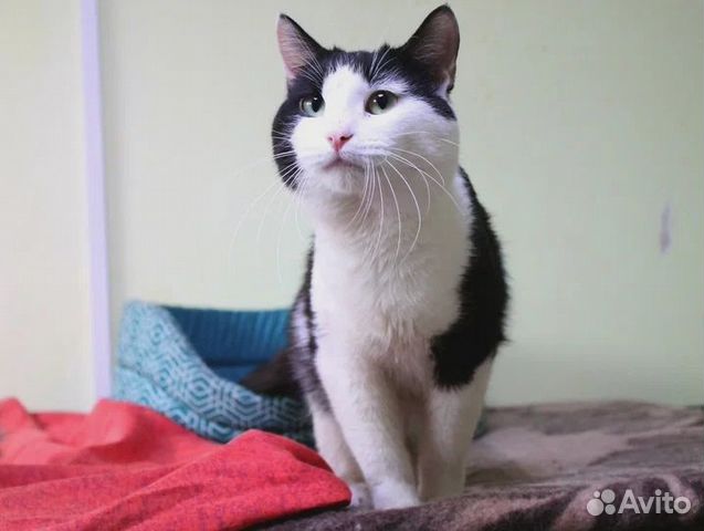 Котик Макар, ему 1 год