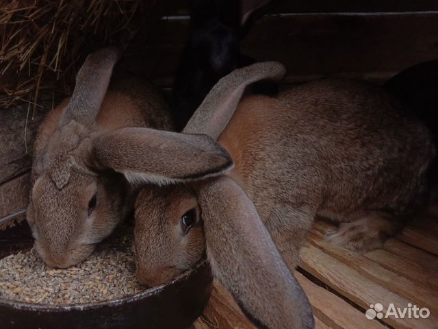 Продам кроликов
