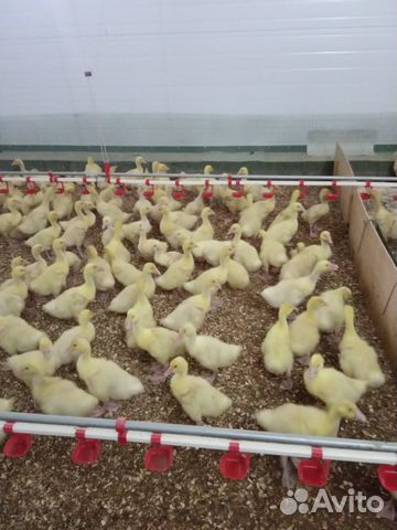 Гуси и утки