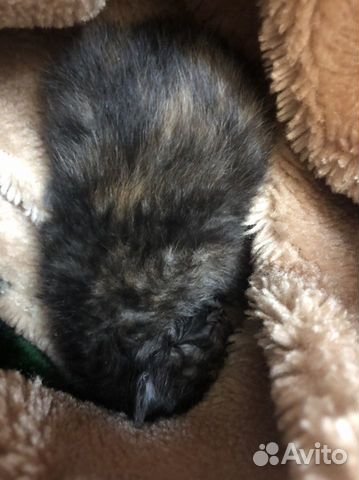 Умирающий котёнок