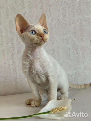 Котята девон-рекс