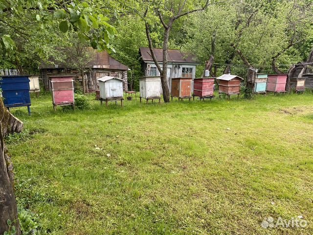 Пчелы и улья