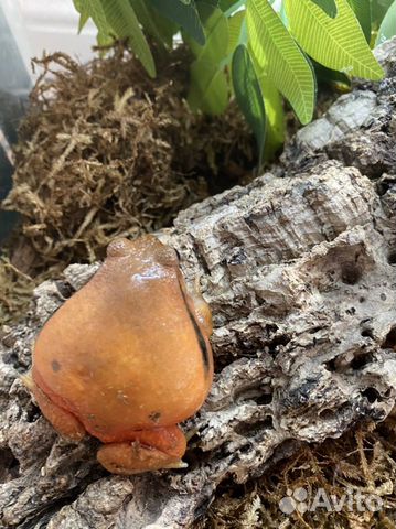 Лягушка помидор с террариумом