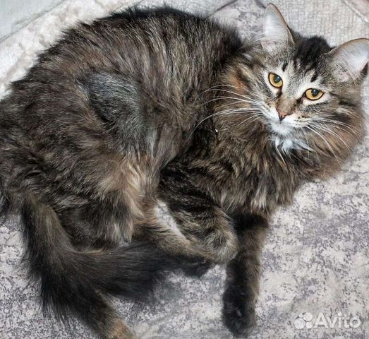 Кошке Мане нужен дом