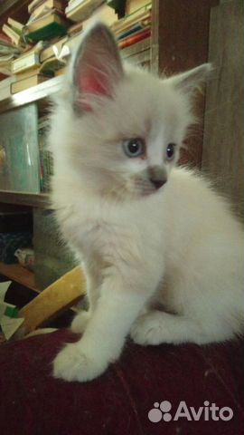 Котята