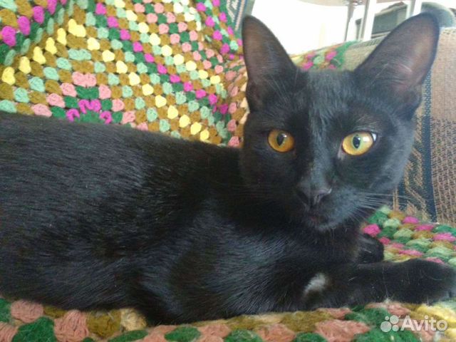 Марчи- игривый и общительный кот., 1,5 года