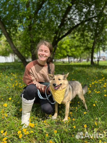 Маленькая собака В лучшие руки