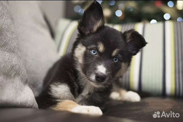 Щенок в добрые руки