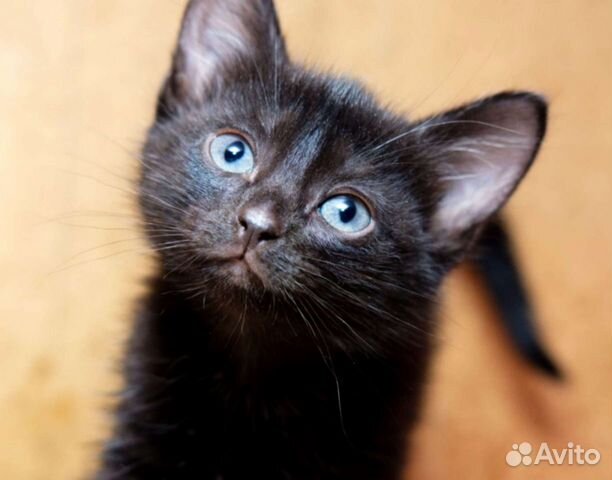 Котята, котёнок чёрный в добрые руки