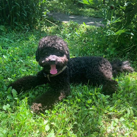 Той-пудель вязка