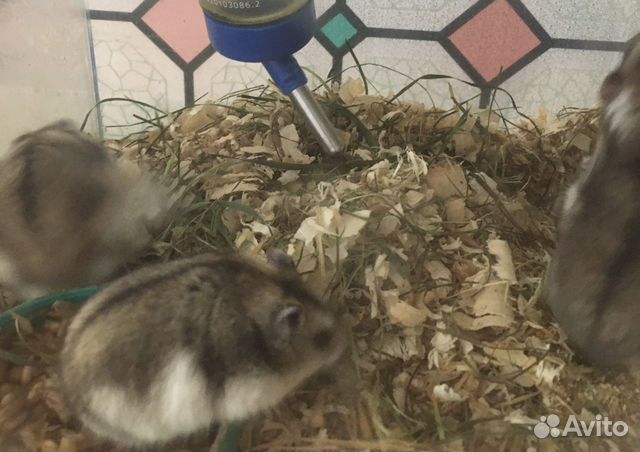 Джунгарский хомяк