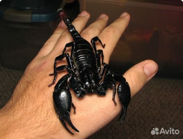 Heterometrus petersi крупный скорпион 14-17 см