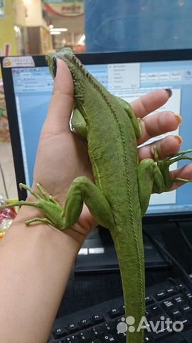 Зеленая игуана