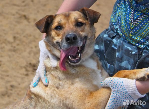 Гарик - небольшой умный пес в добрые руки