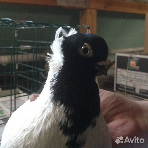 Голуби крестовые