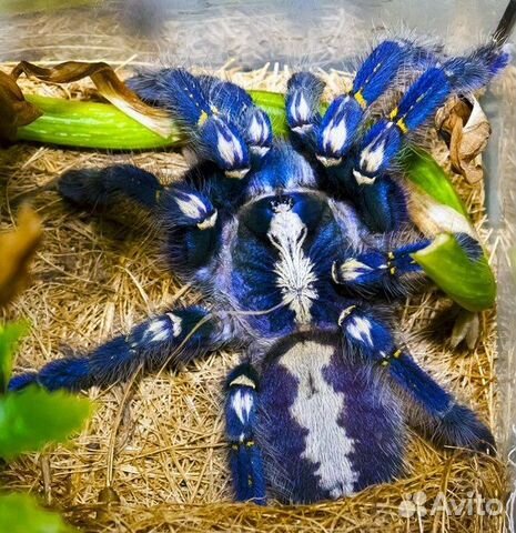 Паук птицеед Poecilotheria metallica L2-3